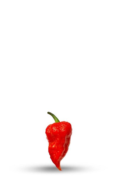 Graines de piment Bhut Jolokia Indian Carbon - La Sauce Piquante