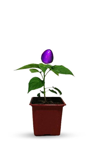 Plant de piment Pretty in Purple