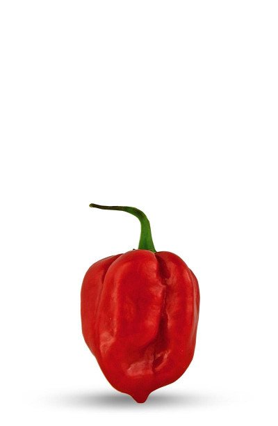 Achat de PIMENT FRAIS. Plus de 20 VARIÉTÉS DISPONIBLES