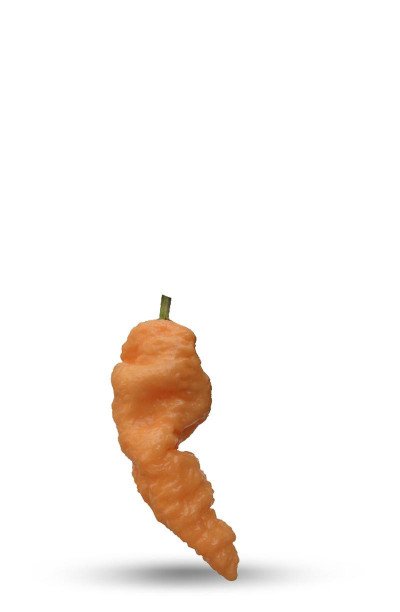 graines de piment bhut jolokia peche