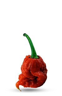 Achat de PIMENT FRAIS. Plus de 20 VARIÉTÉS DISPONIBLES
