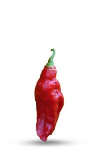 Achat de PIMENT FRAIS. Plus de 20 VARIÉTÉS DISPONIBLES