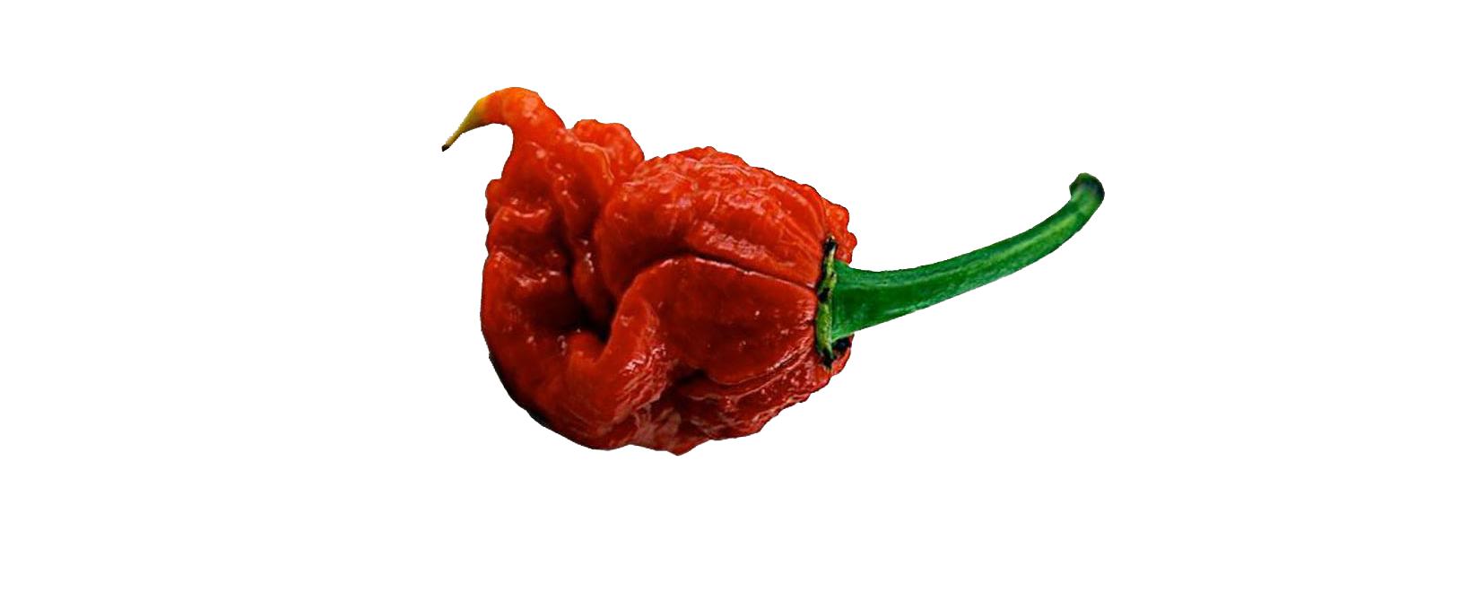Carolina Reaper : Le Piment le Plus Fort au Monde – Tout Ce Que Vous ...
